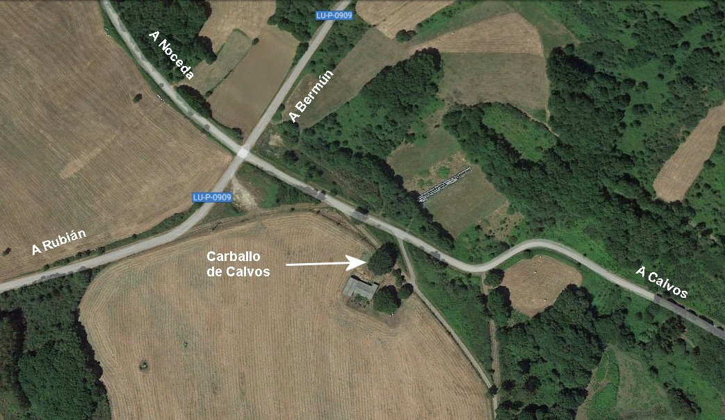 O carballo e as carballeiras ou touzas. Quercus robur.